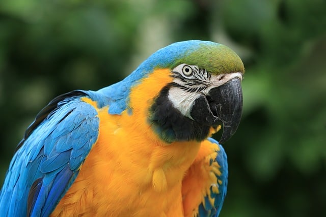 Difference between a parrot and a macaw? Detail Explained – Macaw Land