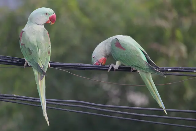 Indian Ringneck Parrot Food List: Best 15 Foods for Parrots – Macaw Land