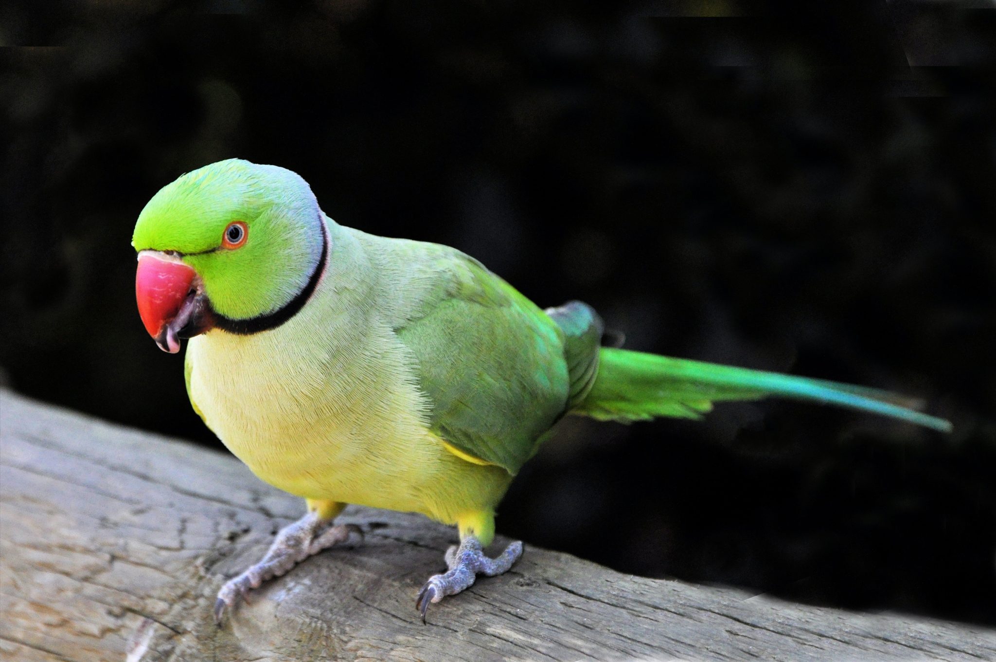 Indian Ringneck Parrot Food List: Best 15 Foods for Parrots – Macaw Land