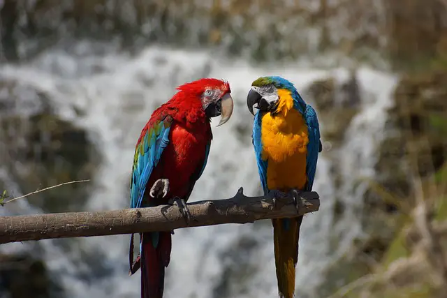 How To Play with Macaw? 5 Interesting Ways to Play fun games – Macaw Land