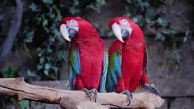 Where Macaw Lives? A Complete Guide for All Species – Macaw Land