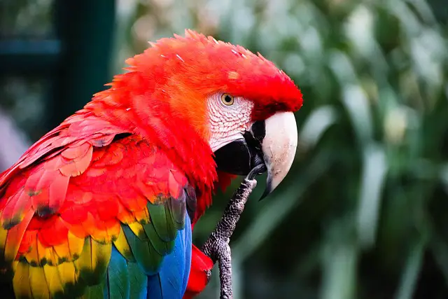 What Macaws Are Endangered? Know Before be A Owner – Macaw Land