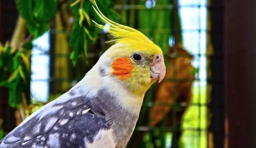 How Smart are Cockatiels : Unlock the Hidden Intelligence of these ...