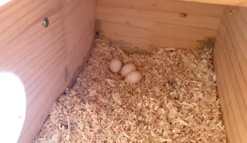 How Long Does It Take For Cockatiel Eggs To Hatch Unveiling The Egg