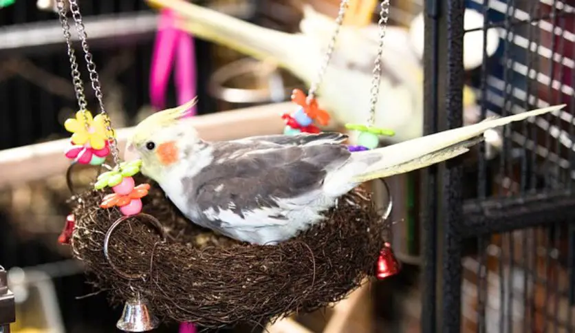 When Do Cockatiels Molt : The Ultimate Guide to Feathery ...